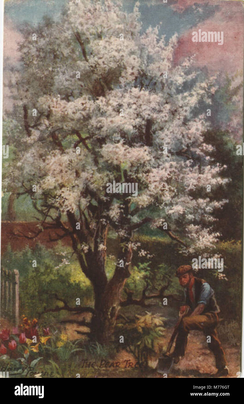 A photograph of a pear tree in full bloom, showcasing its lush branches ...