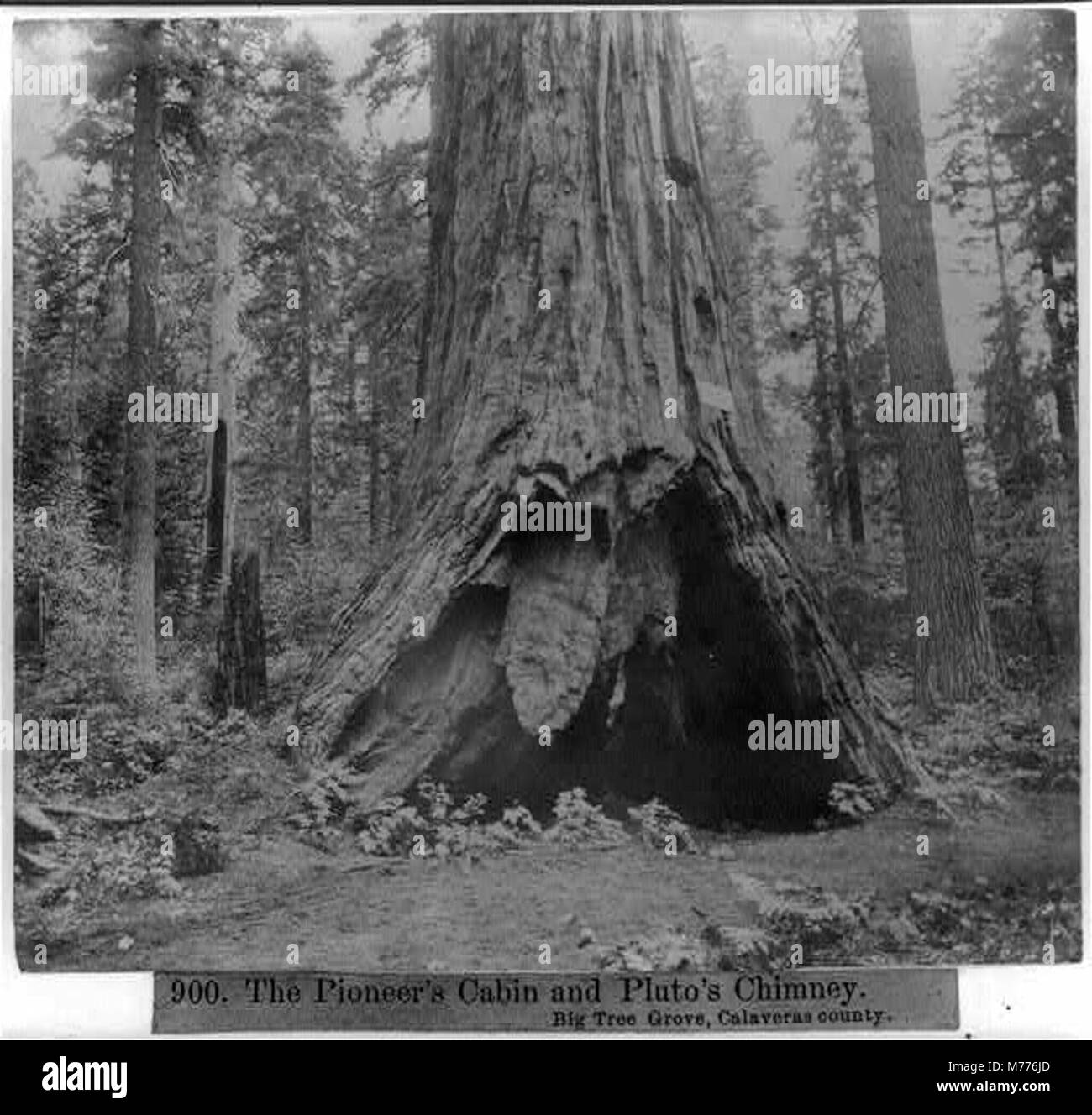 A historical photograph showcasing the Pioneer's Cabin and Pluto's ...