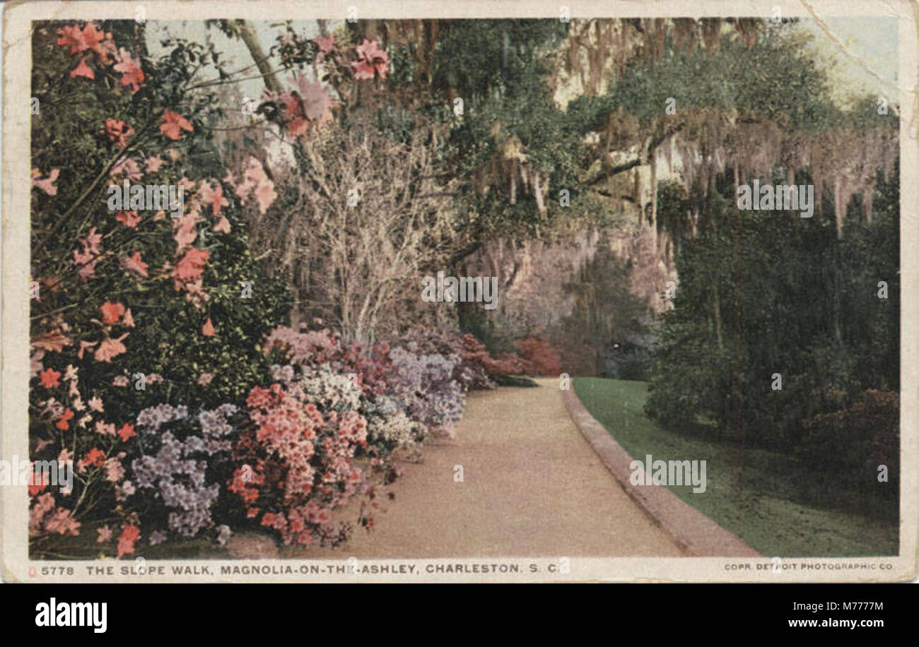 Slope walk magnolia on hi-res stock photography and images - Alamy