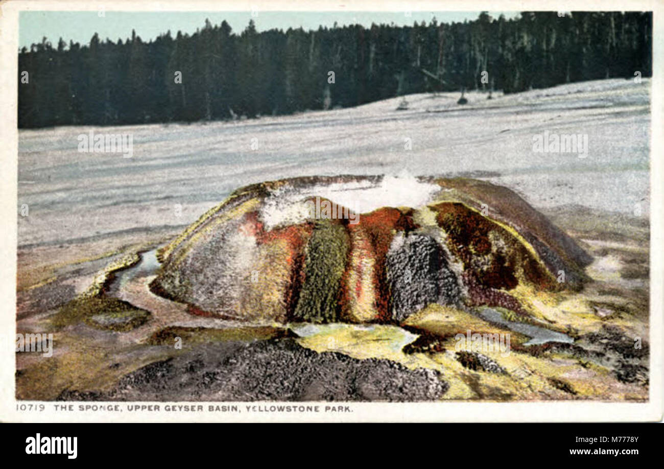The Sponge, Upper Geyser Basin, Yellowstone Park (NBY 432486 Stock ...
