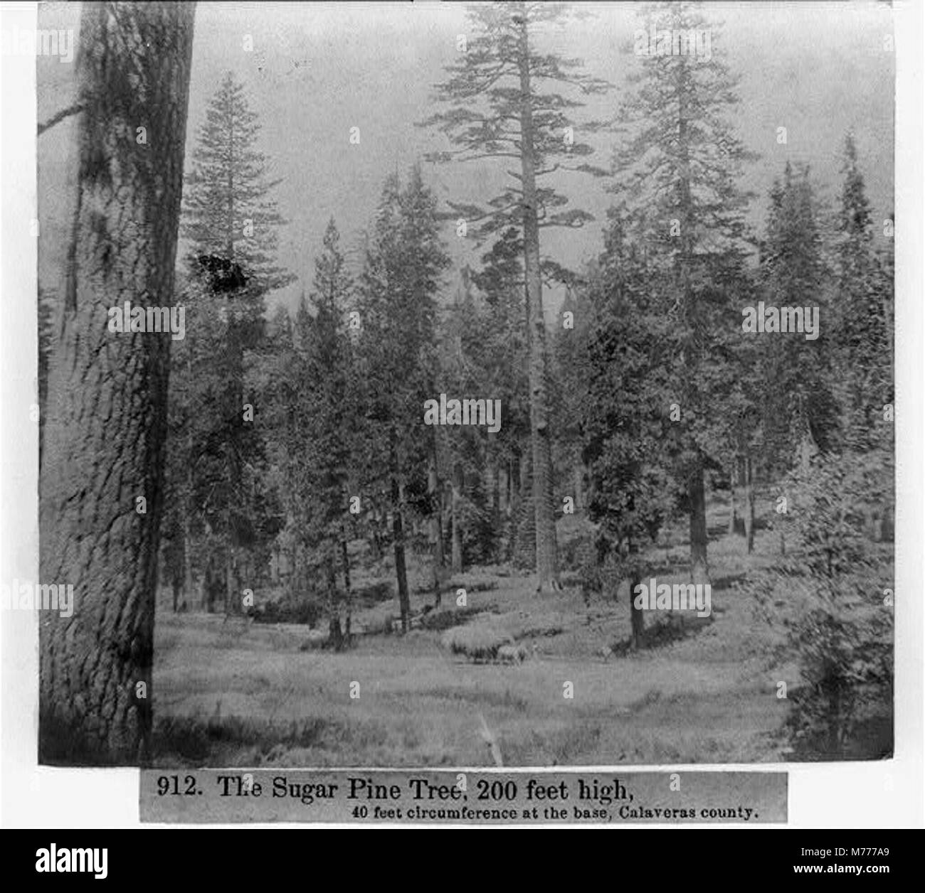 High base Black and White Stock Photos & Images - Alamy