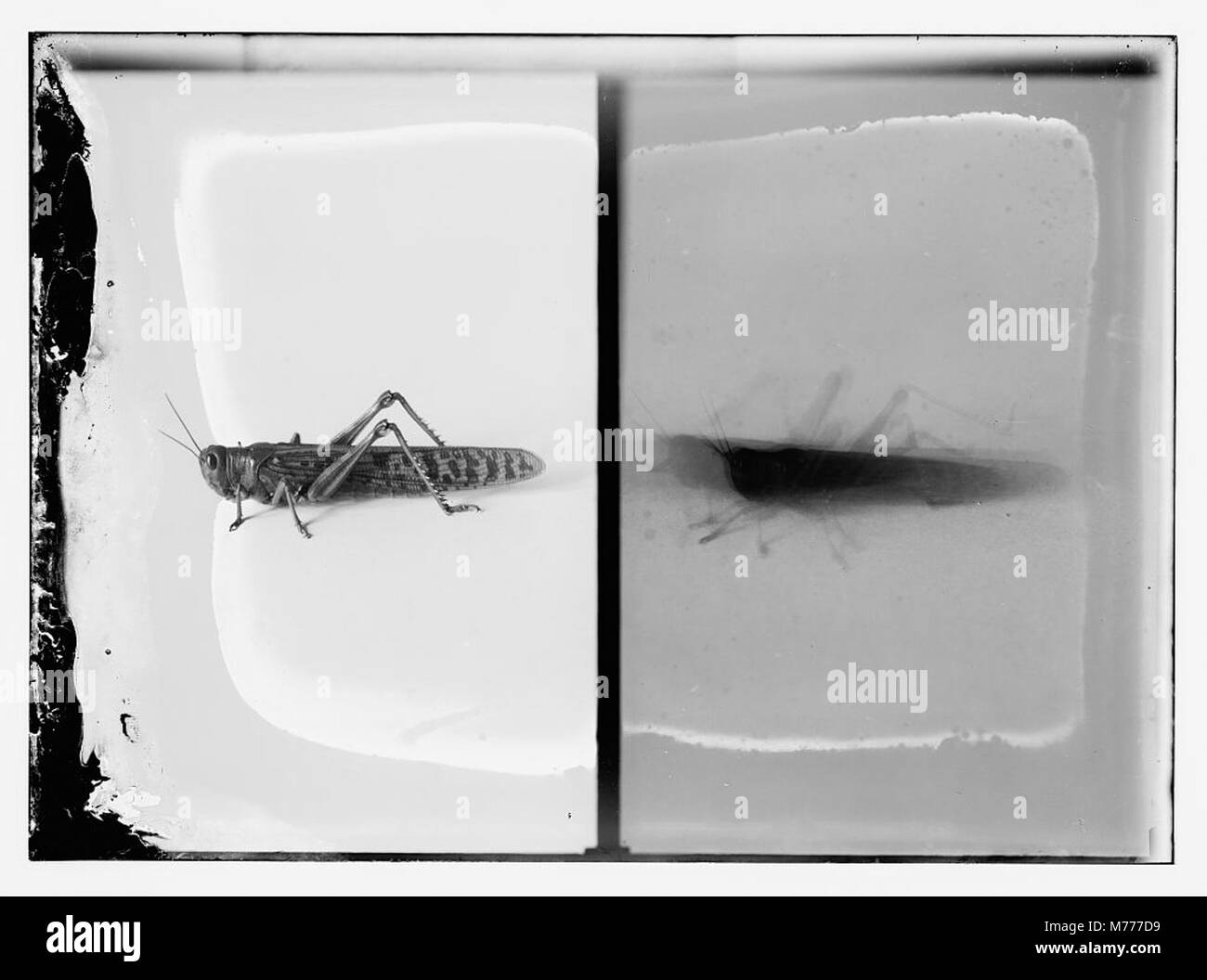 This image depicts the locust plague in Palestine between March and ...
