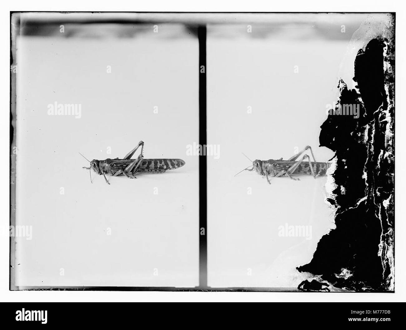 The 1915 locust plague in Palestine devastated crops and agriculture ...
