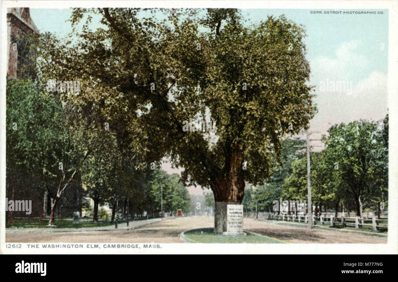 American elm tree hi-res stock photography and images - Alamy