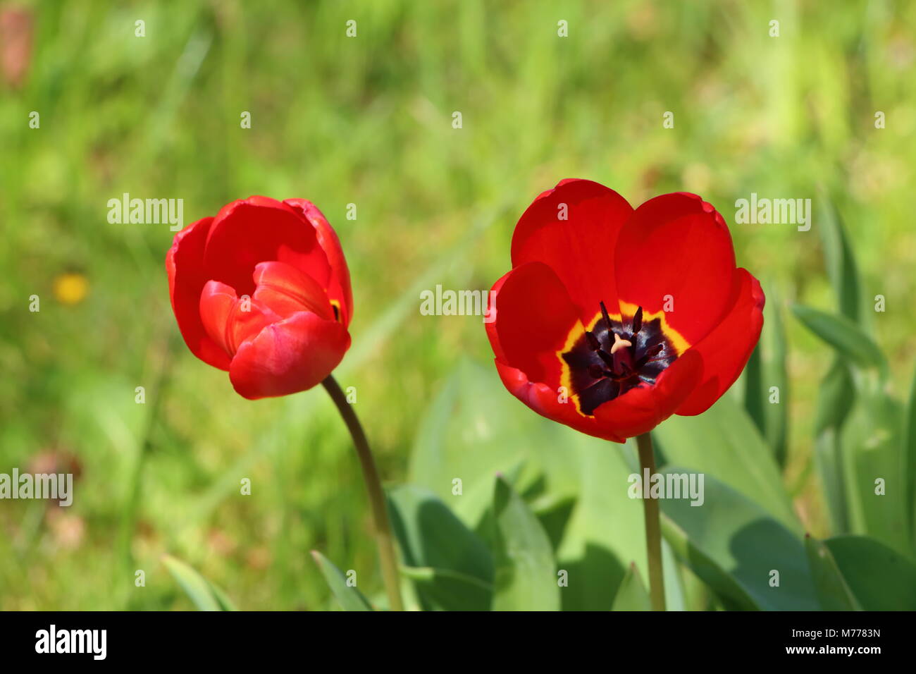 Two flowers of red tulip in a garden Stock Photo - Alamy