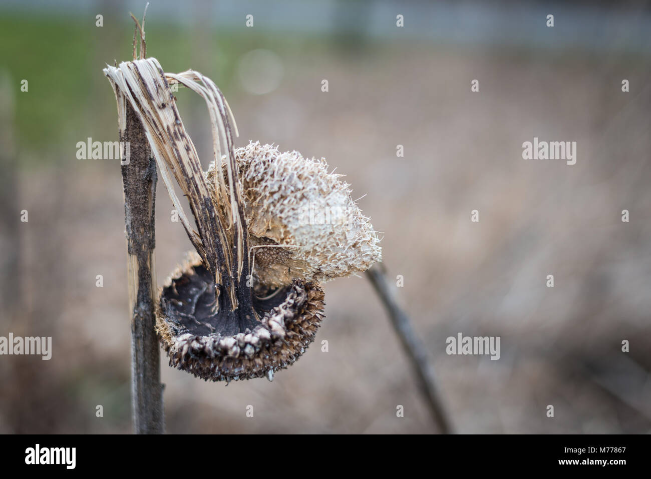 Dead Sunflowers High Resolution Stock Photography and Images - Alamy