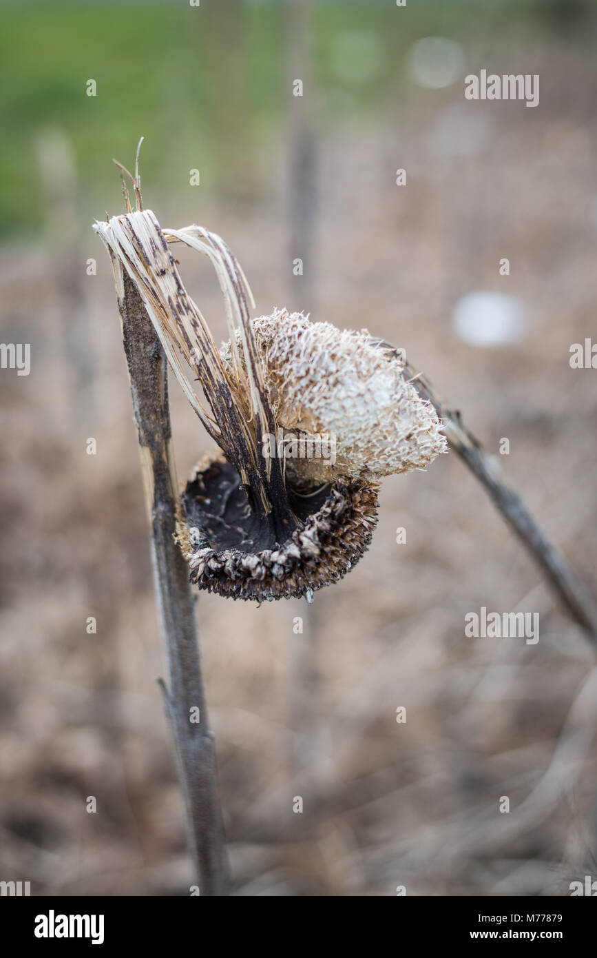 Dead sunflowers in a field Stock Photo - Alamy