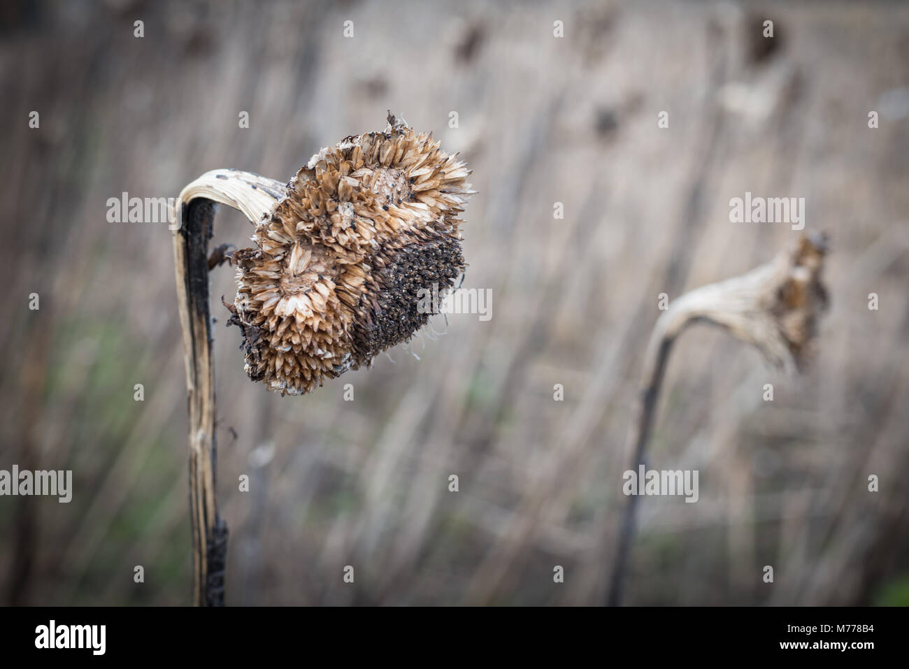 Dead sunflowers in a field Stock Photo - Alamy