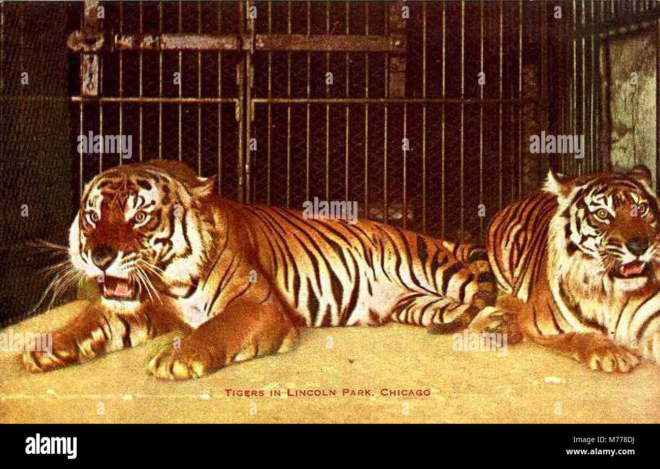 This photograph shows tigers housed at Lincoln Park Zoo in Chicago ...