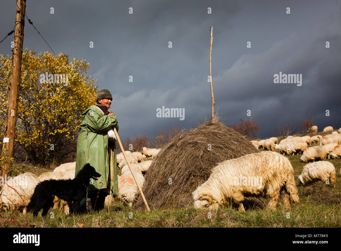 Romanian shepherd dog transylvania romania hi-res stock photography and ...