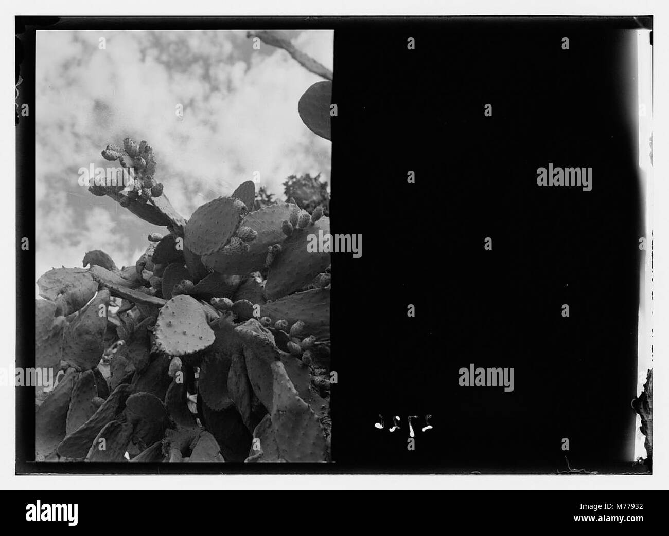 Cactus figs, or Opuntia Ficus-indica, are a species of cactus known for ...