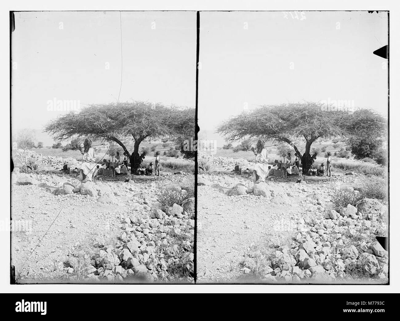 A photograph showing the Shittim tree, or Acacia Seyal, located at ...