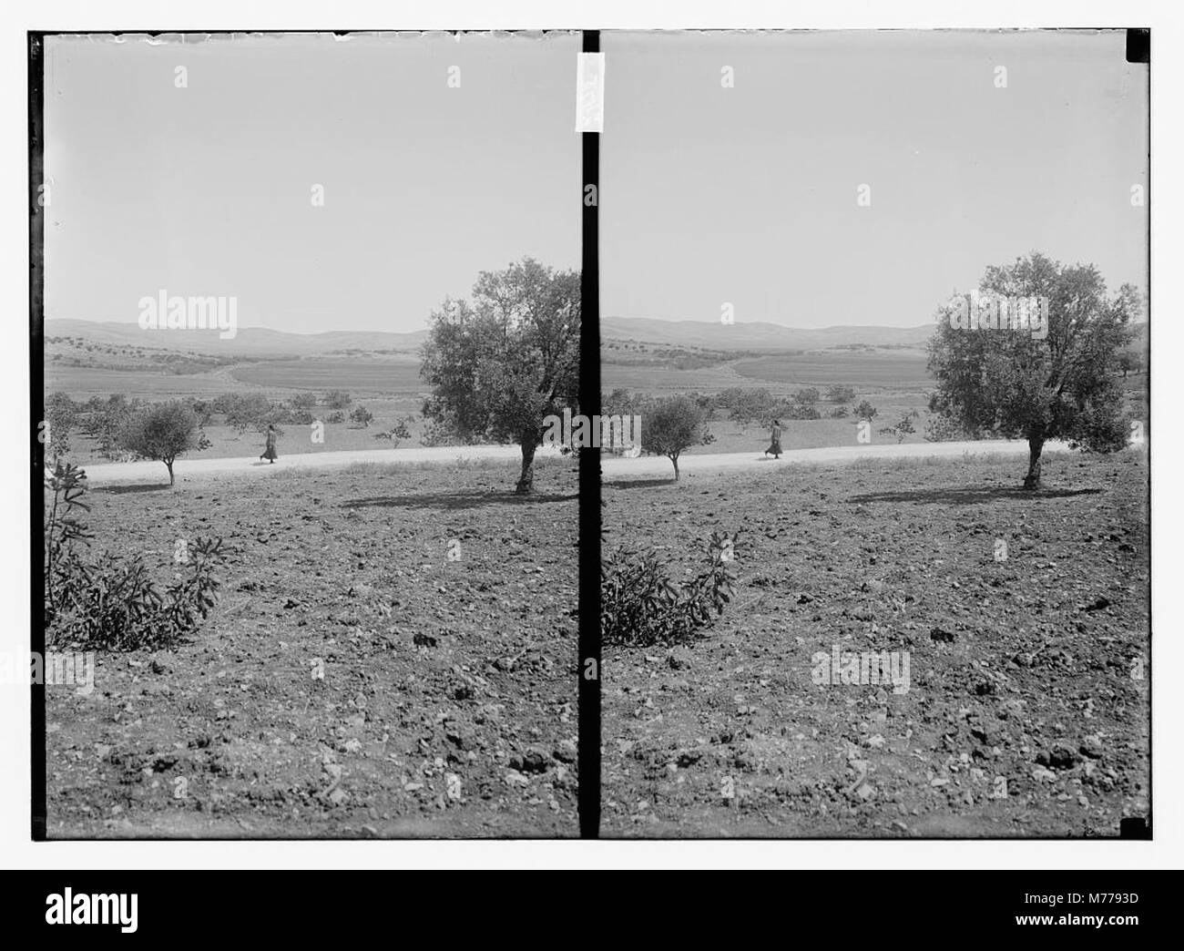 Rural trees in the countryside Cut Out Stock Images & Pictures - Alamy