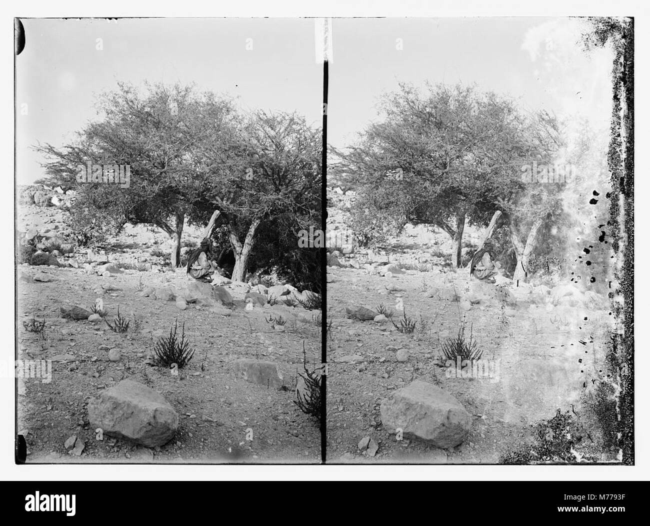 A stand of trees captured in this image, showcasing their natural ...