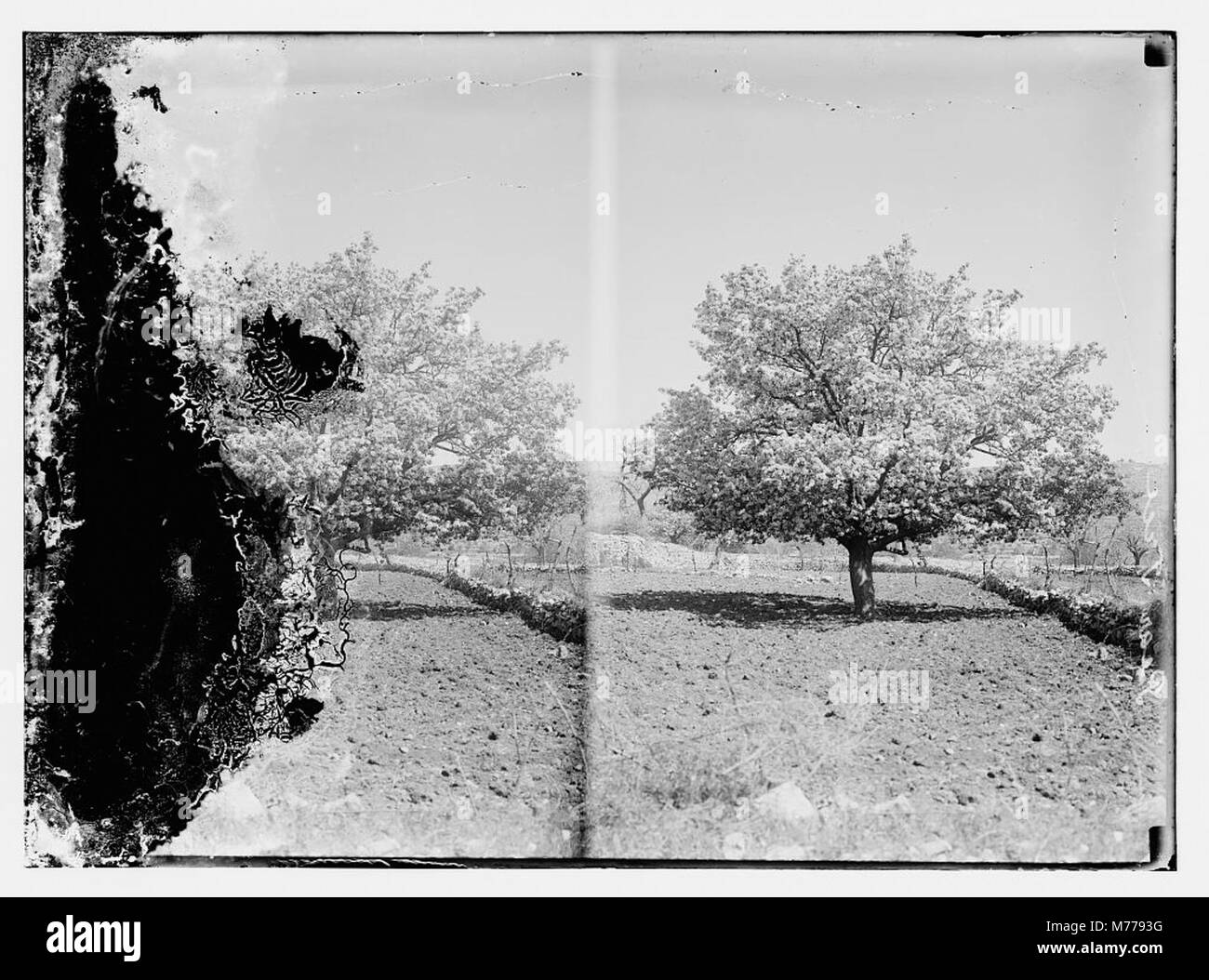 Trees LOC matpc.10247 Stock Photo - Alamy