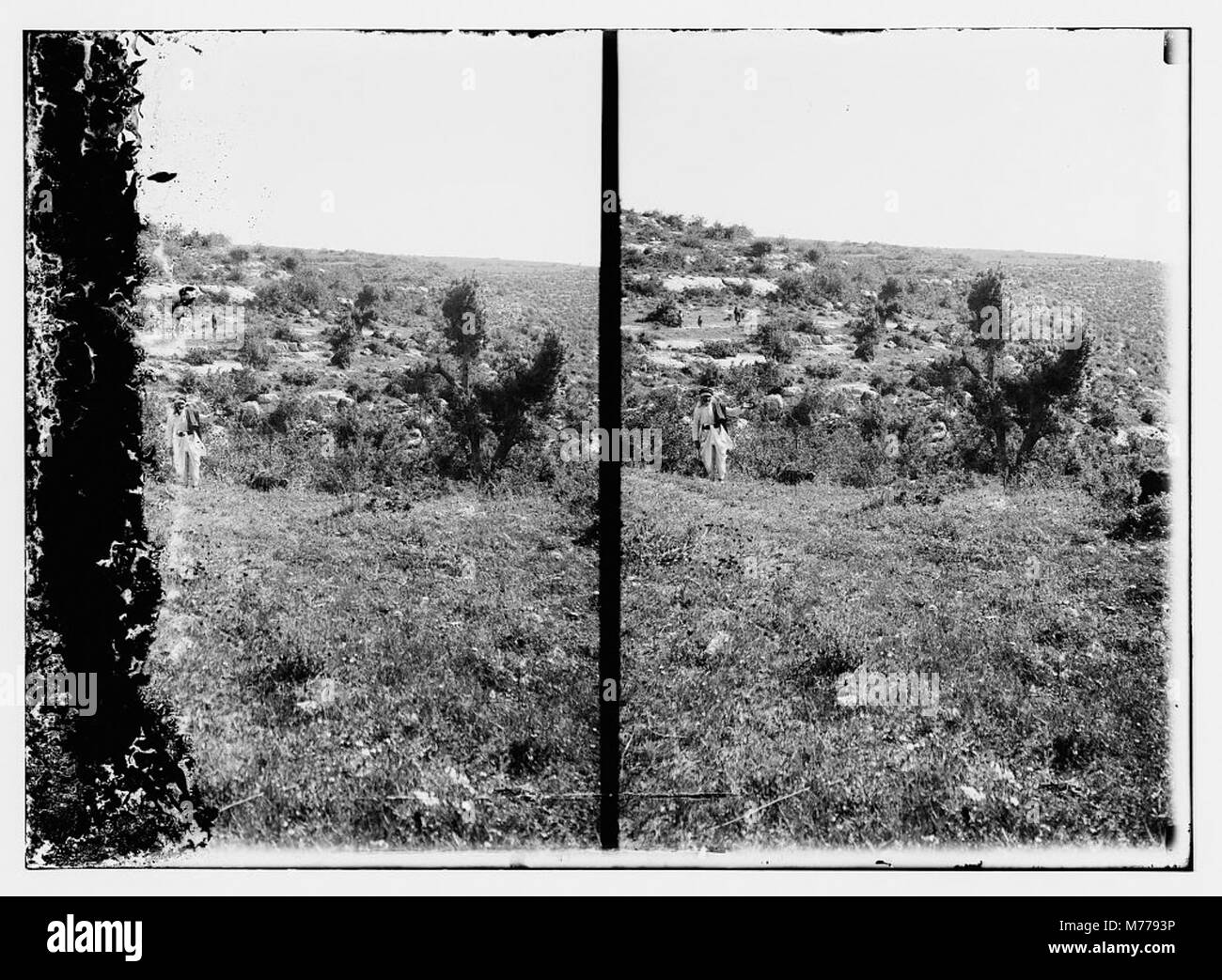 Shelter of trees Black and White Stock Photos & Images - Alamy