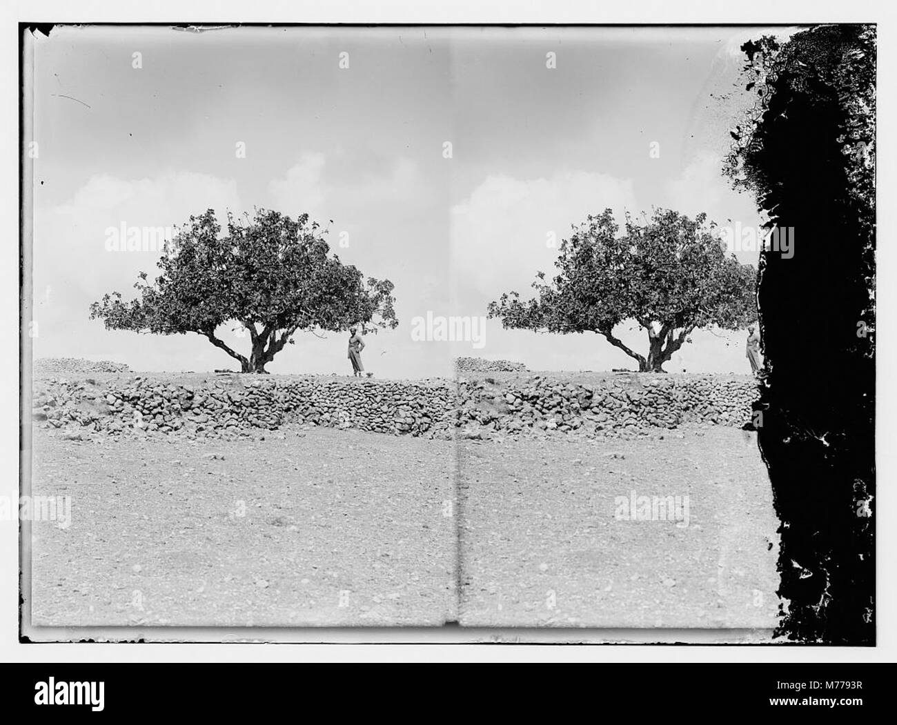 A photograph of trees, capturing their natural beauty and the diverse ...