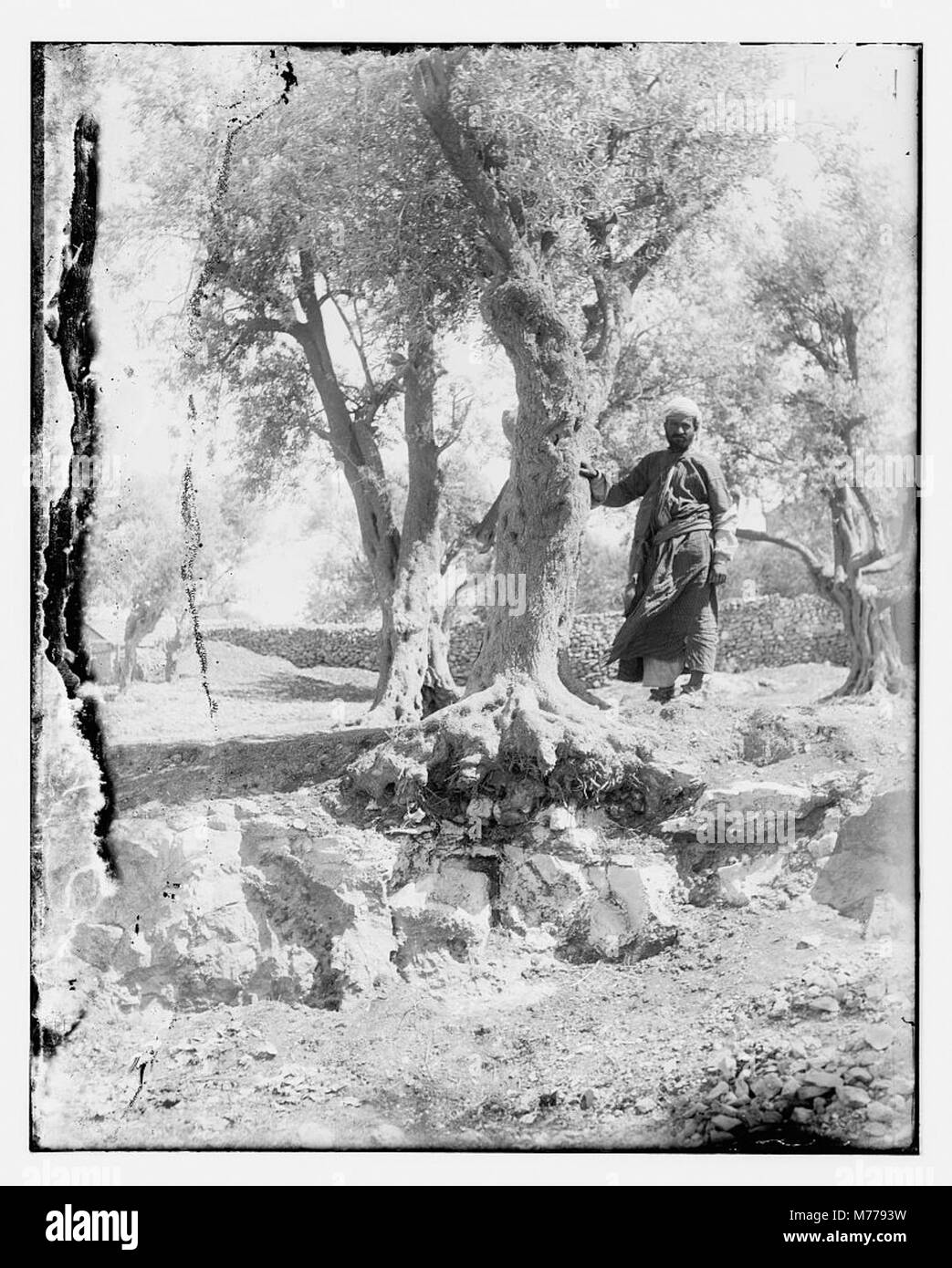 A historical photograph capturing trees in a natural landscape ...