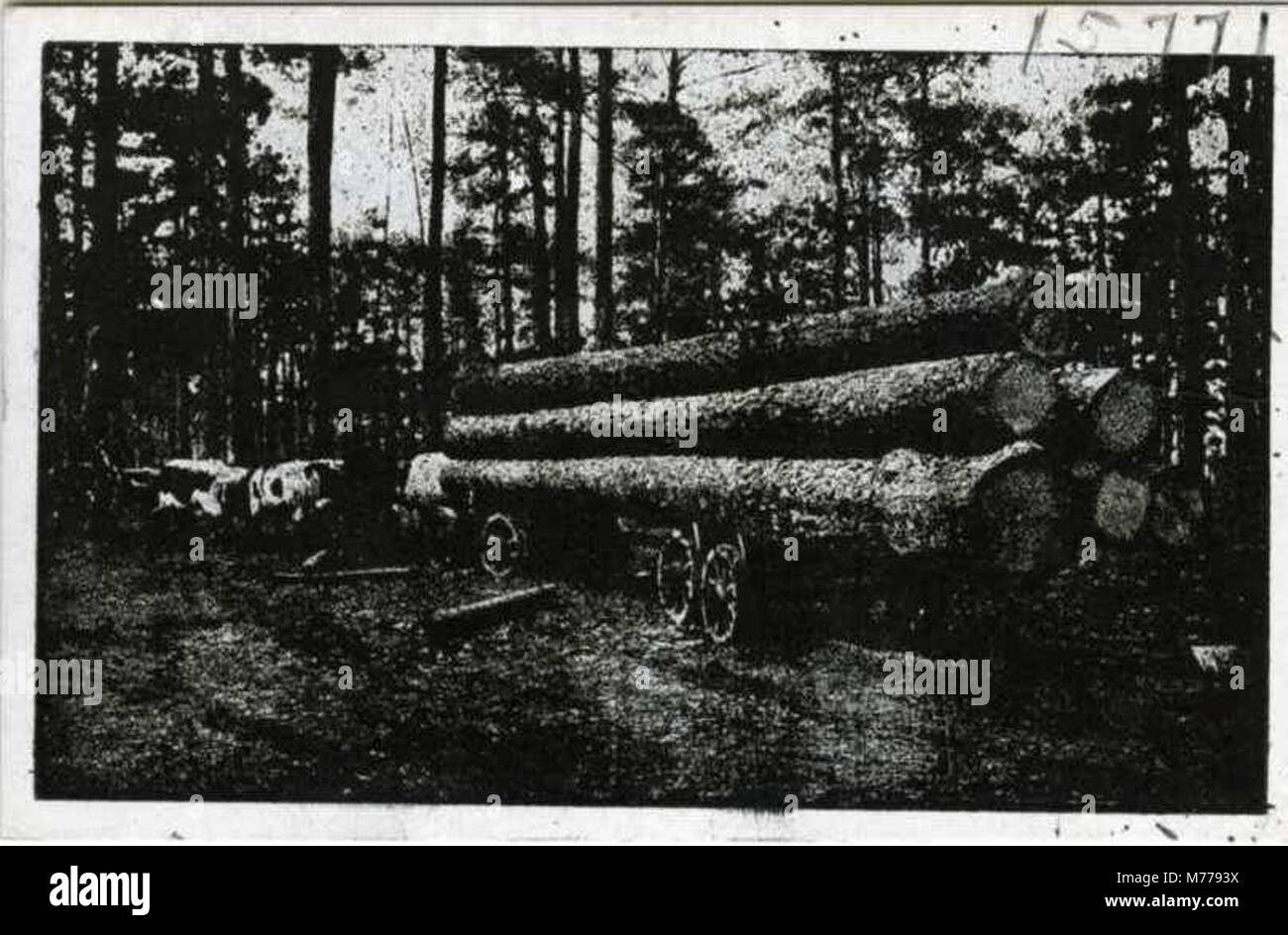 Photograph showing trees loaded on a wagon, likely for transport. This ...