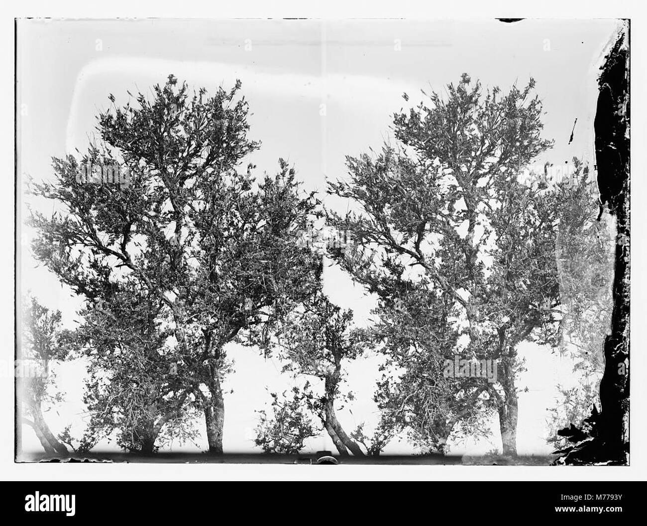 Locust tree Black and White Stock Photos & Images - Alamy