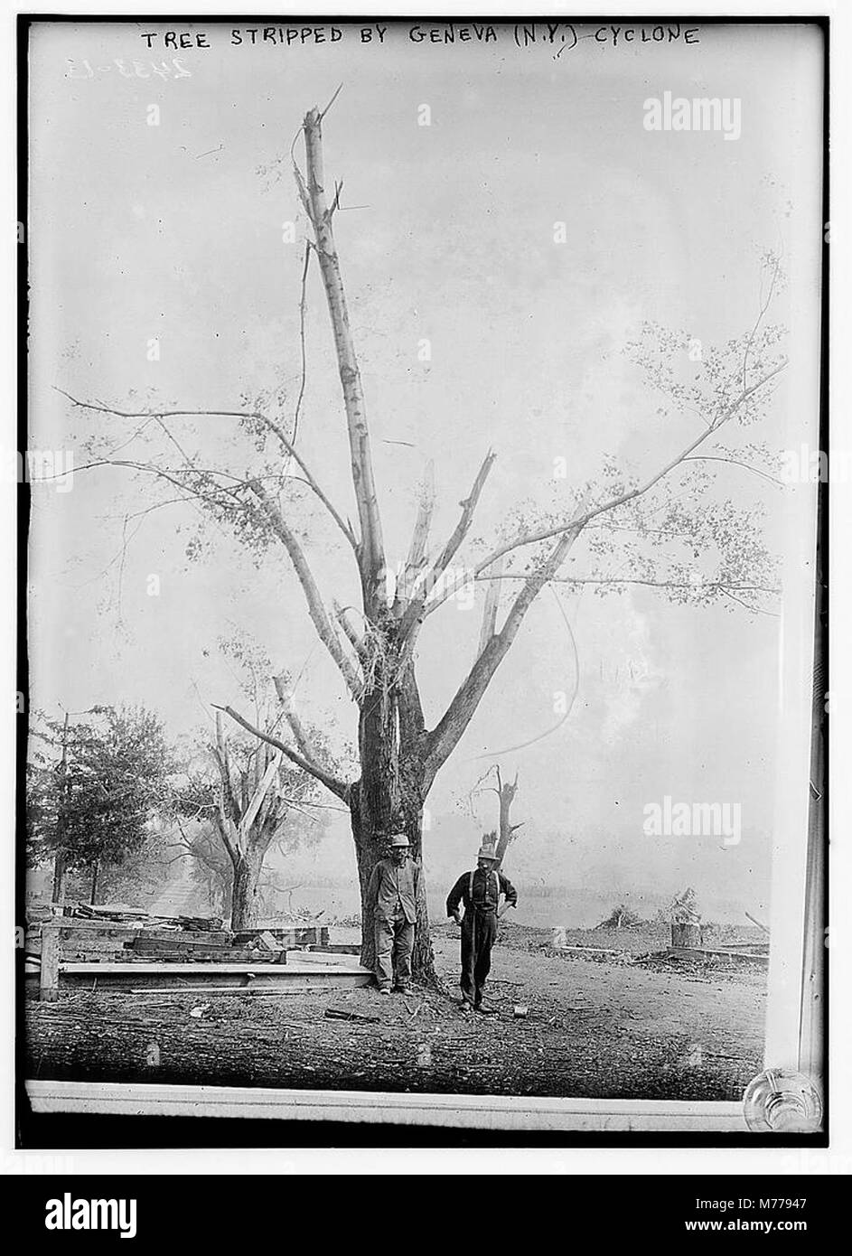 A tree severely damaged by a cyclone in Geneva, New York. The image ...
