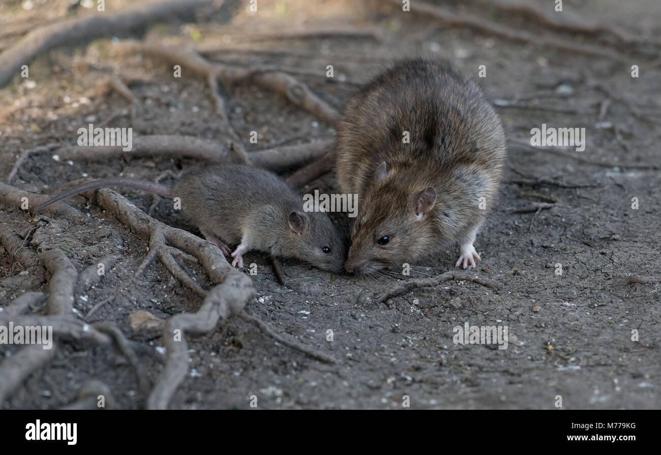 Young baby brown rat hi-res stock photography and images - Alamy