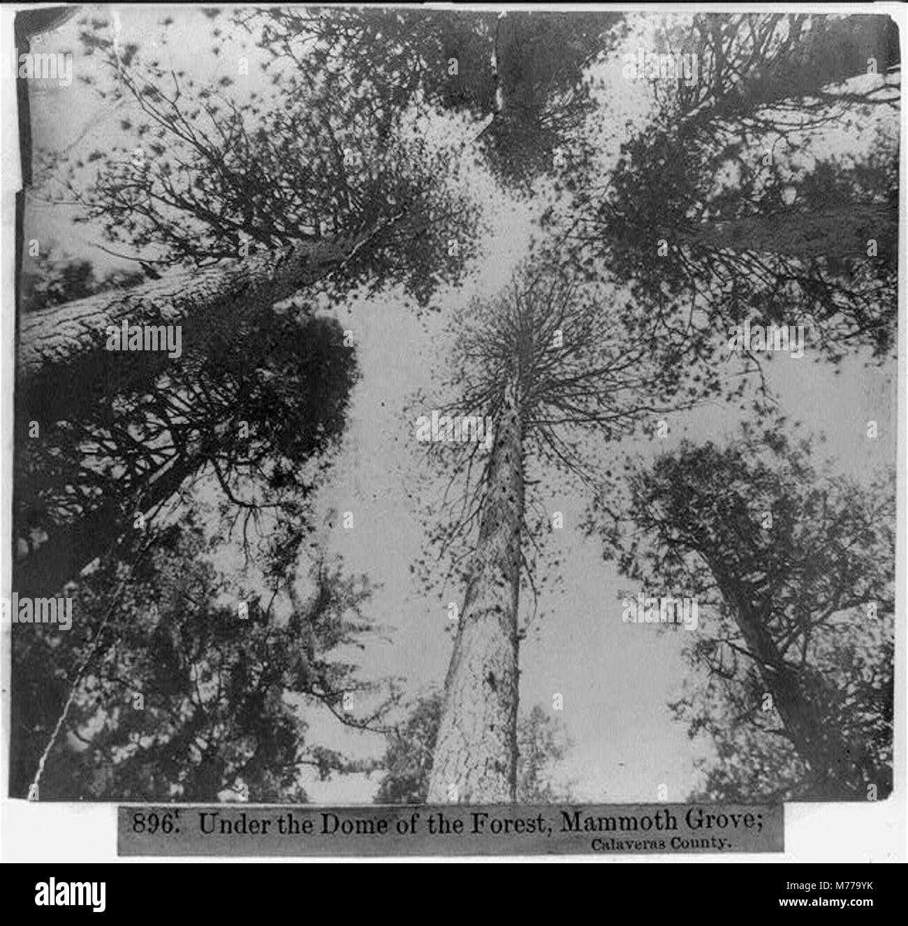 A photograph from under the dome of the forest in Mammoth Grove ...