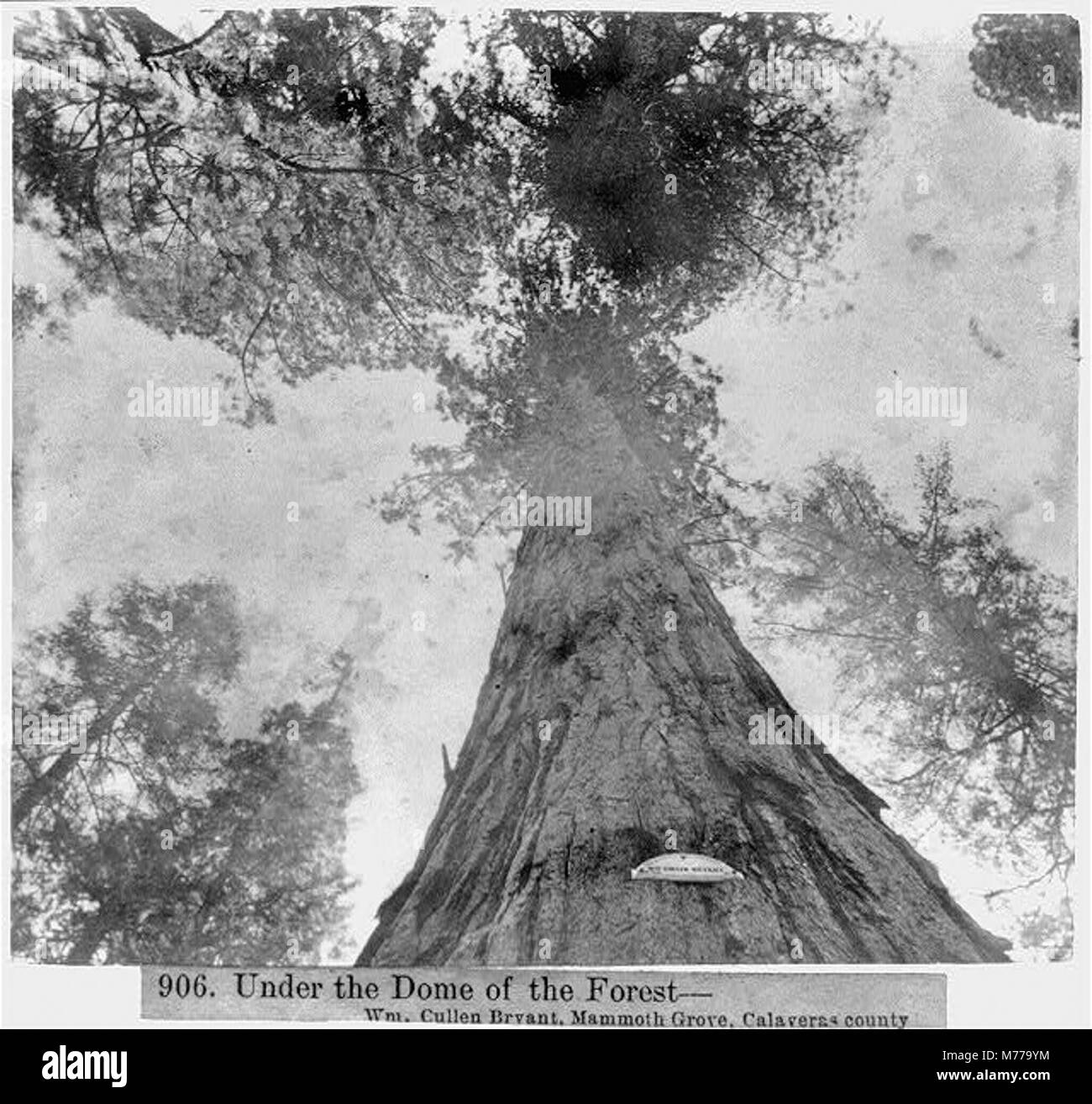 A photograph of a giant tree in the Mammoth Grove of Calaveras County ...