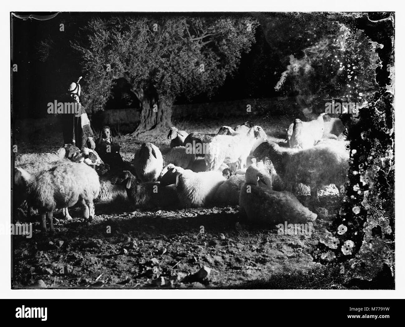 A photograph depicting sheep with the 23rd Psalm inscribed, symbolizing ...