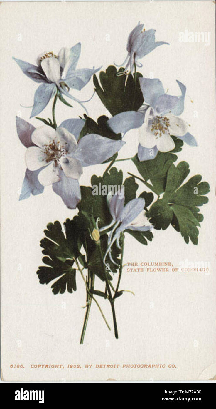 A depiction of the Columbine flower, the state flower of Colorado. The ...
