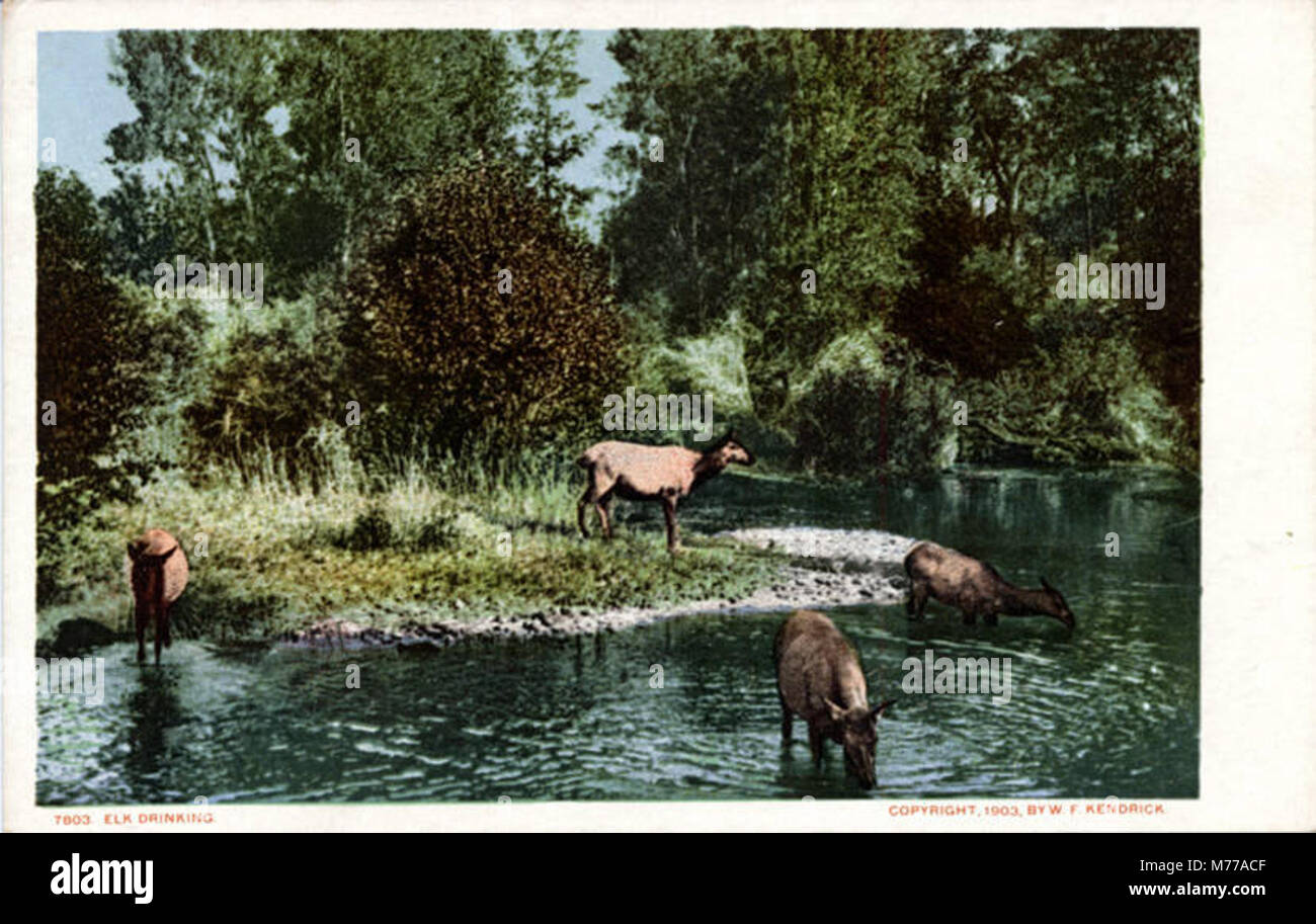Elk herd drinking water hi-res stock photography and images - Alamy