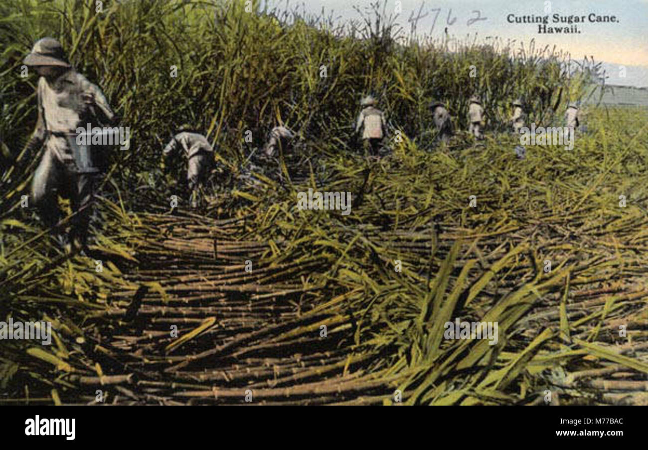 A depiction of plantations, showing agricultural practices, structures ...