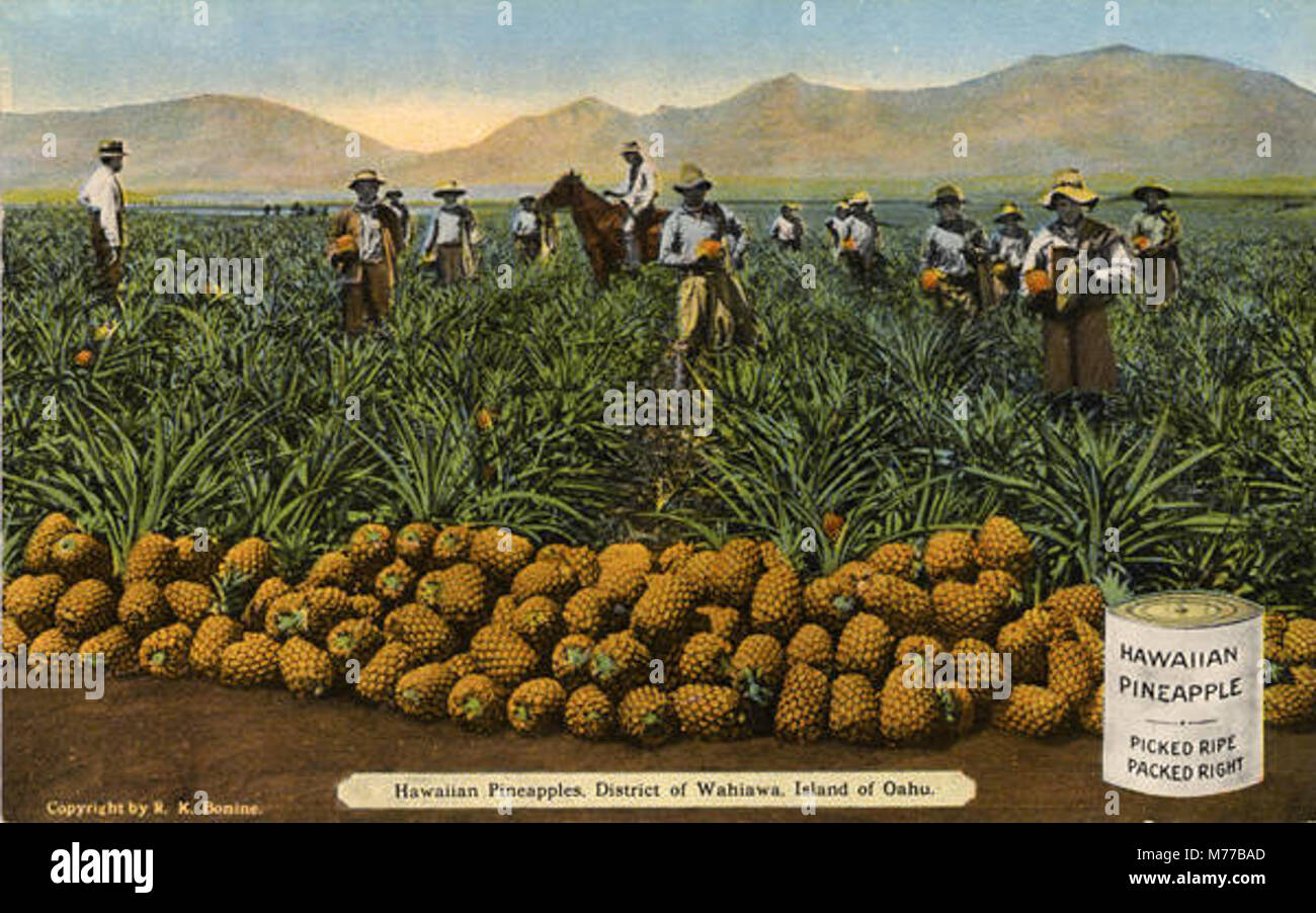 An untitled photograph depicting a plantation, highlighting the ...