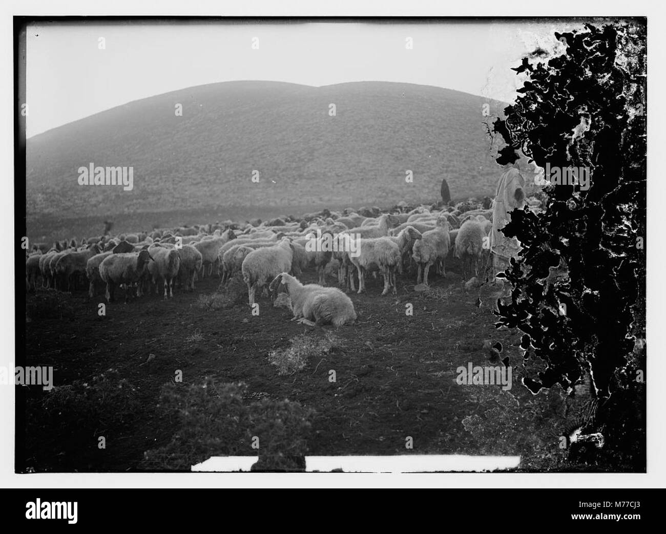 An image of sheep, representing the 23rd Psalm from the Bible ...