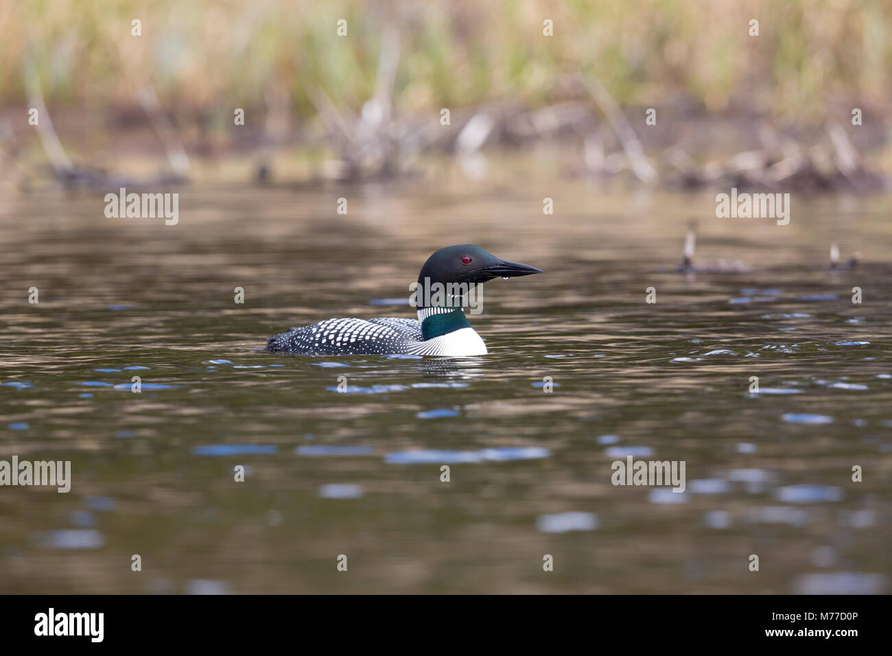 Common loon on wavey lake with water drop forming on beak Stock Photo ...