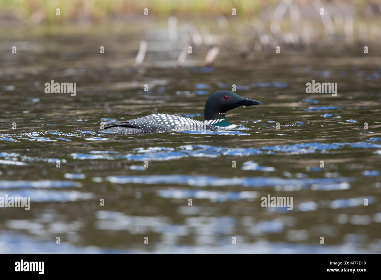 A loon hunting in the creek shallows Stock Photo - Alamy
