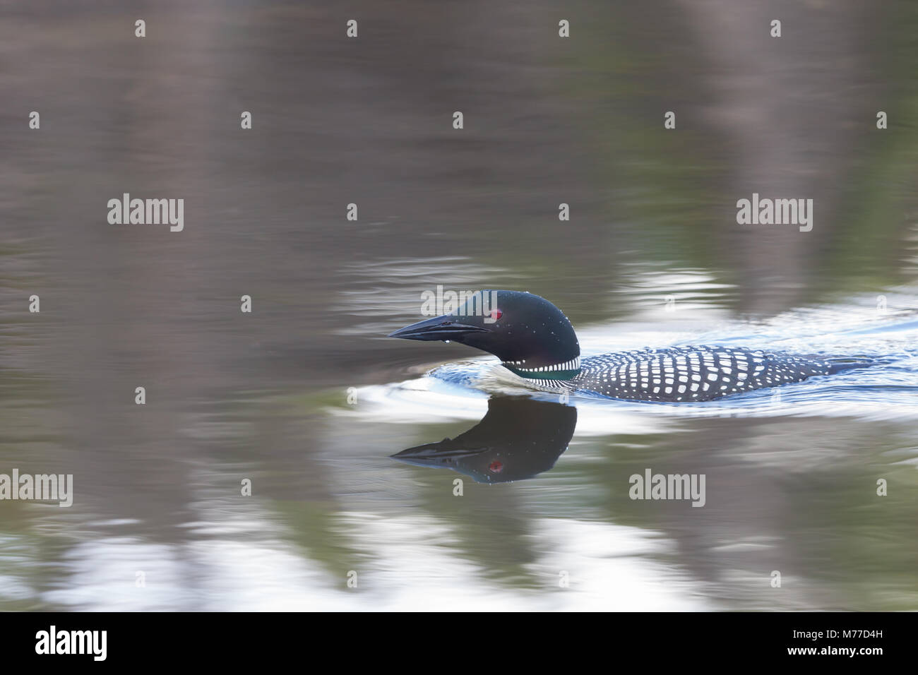 Common loon bird with ripple water hi-res stock photography and images ...