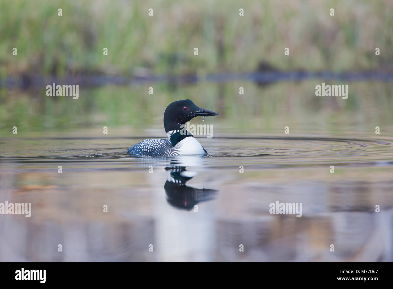 Common Loon closeup with colourful water rippels at sunset and a ...