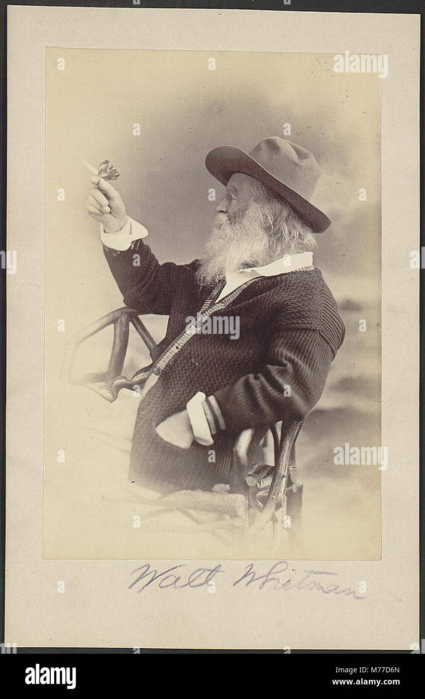 A half-length portrait of Walt Whitman, the famed American poet, seated ...
