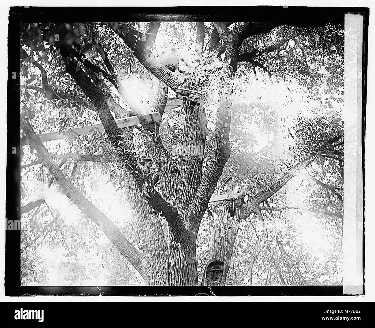 A photograph of a Washington Elm tree taken on August 13, 1921 ...