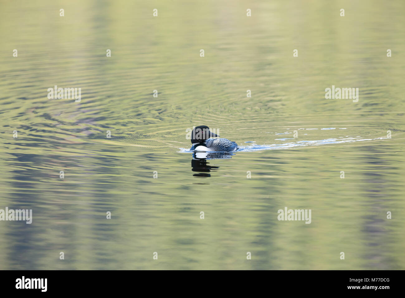 Ripple common hi-res stock photography and images - Alamy