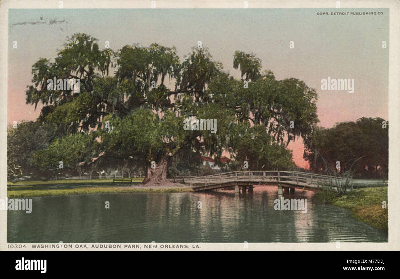 A photograph of the Washington Oak in Audubon Park, showcasing this ...