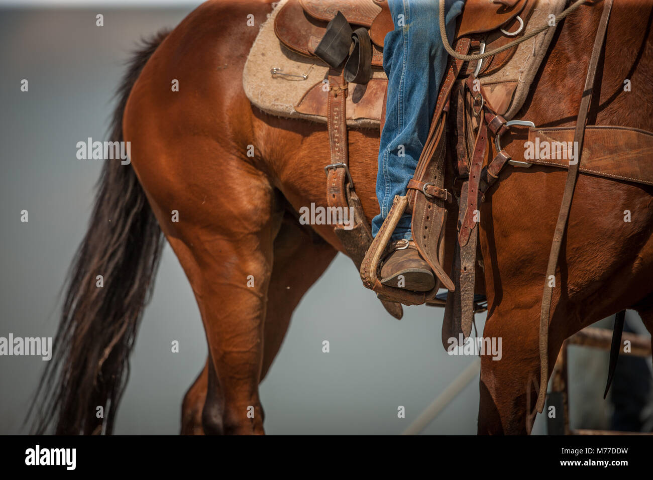 Boot in stirrup hi-res stock photography and images - Alamy