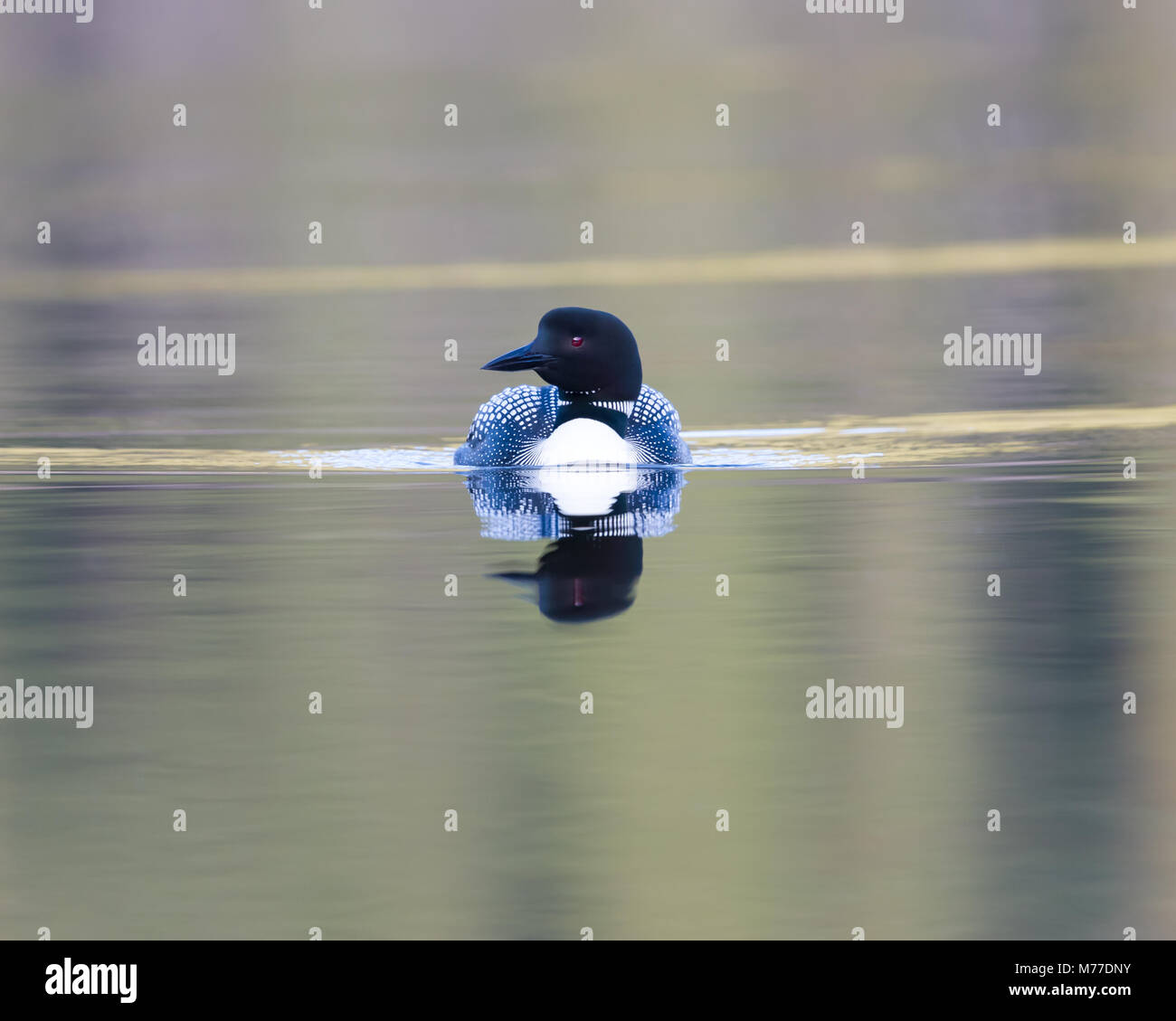 Sunset color and trees reflections paint water into pastel rippels ...