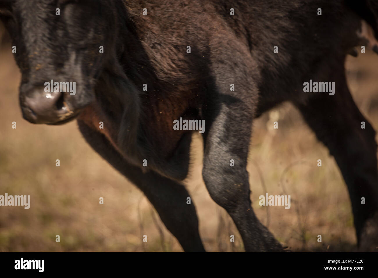 close up of cow running 3 Stock Photo - Alamy