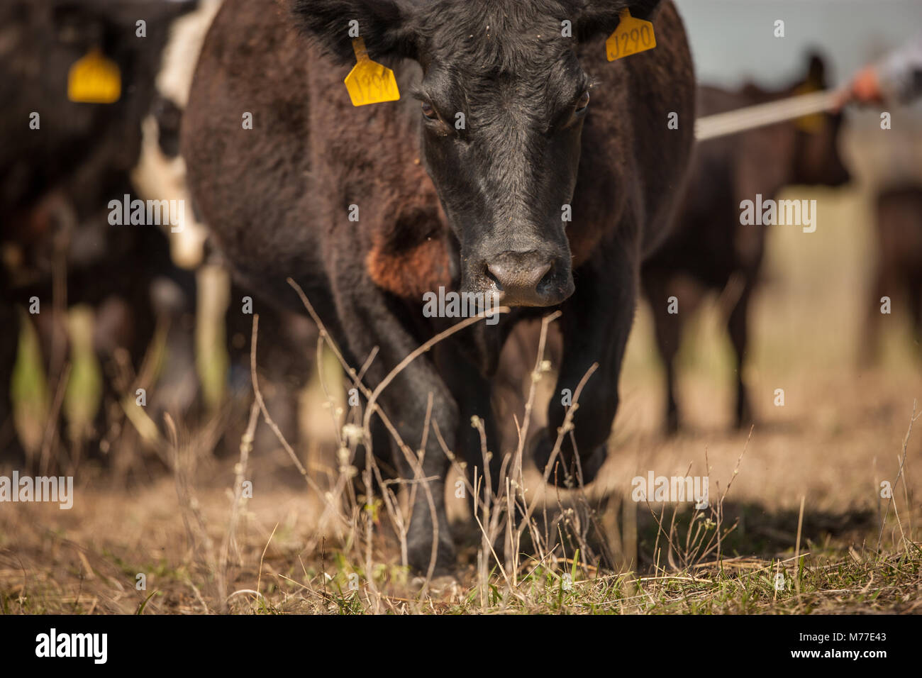 Running cow hi-res stock photography and images - Alamy