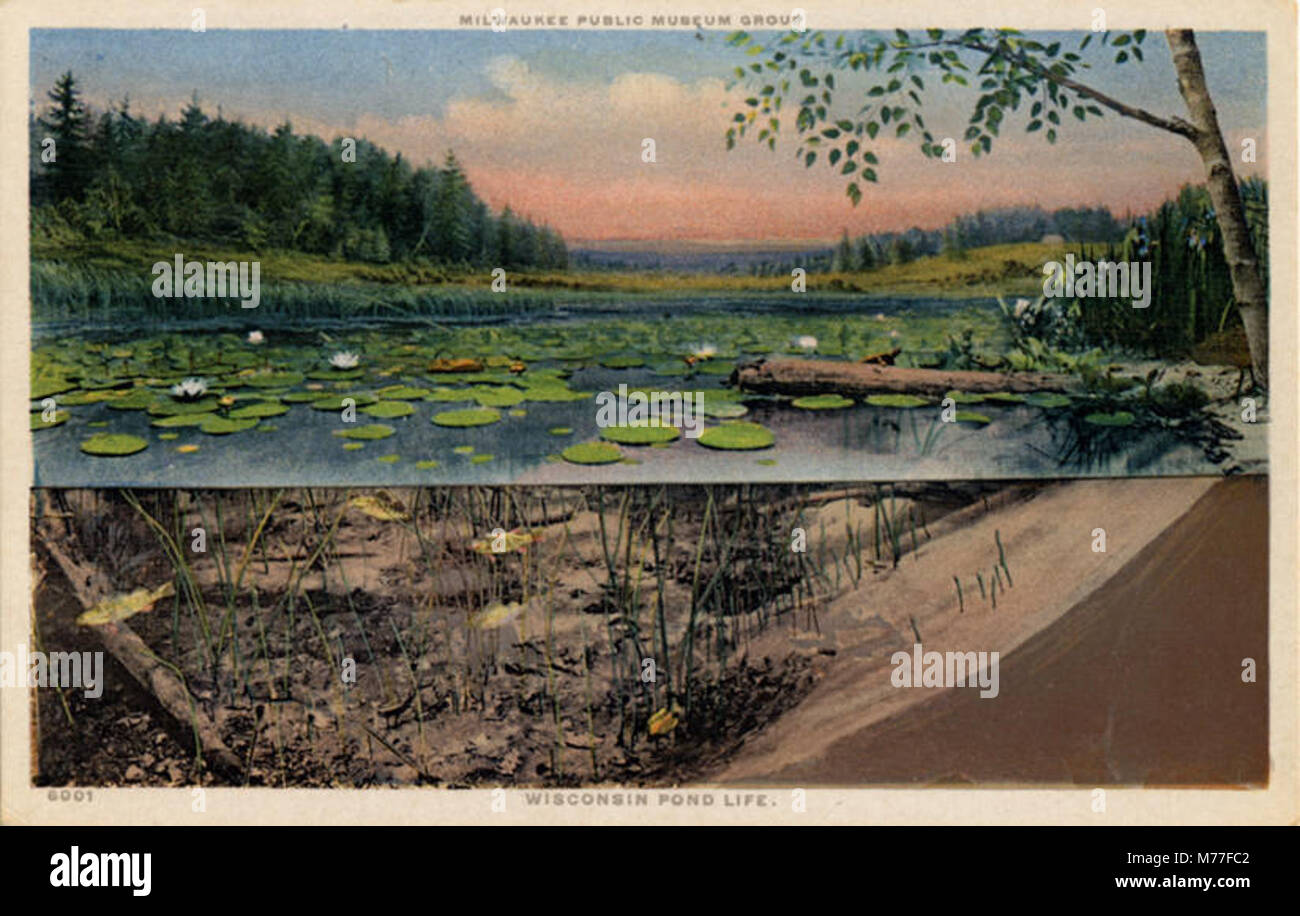 An educational photograph showing Wisconsin pond life, captured by the ...