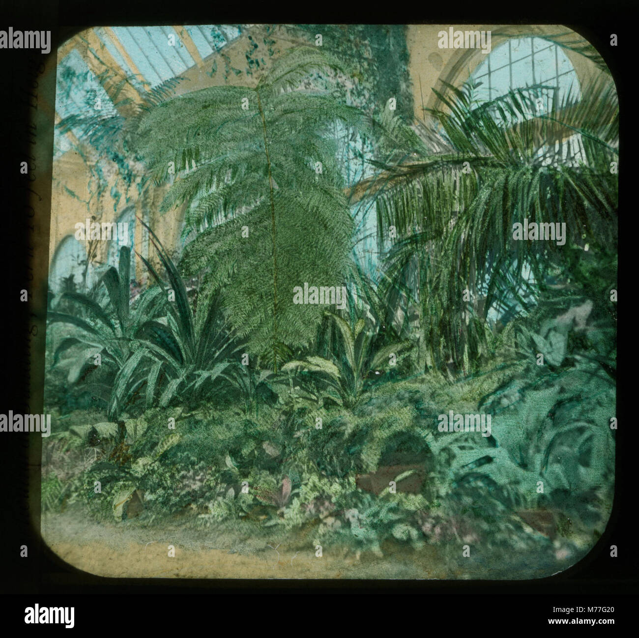 This lantern slide shows the Fern 10 feet in height in the ...
