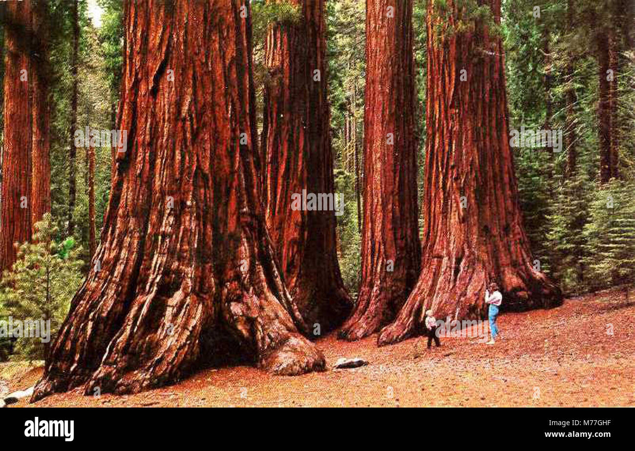 Yosemite trees hi-res stock photography and images - Alamy