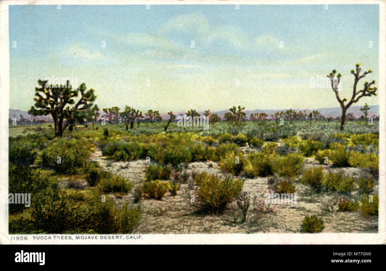Yucca trees in the Mojave Desert, California, known for their striking ...